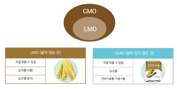 유전자재조합식품과 Gmo Lmo 네이버 블로그