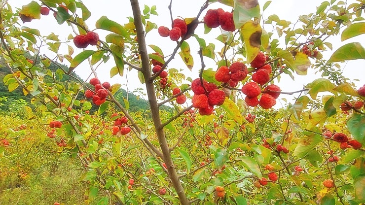 꾸지뽕구지뽕 열매 수확 시기 효능 및 섭취 방법 네이버 블로그