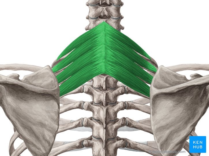 기능해부학-Serratus Posterior Group(뒤톱니근) : 네이버 블로그