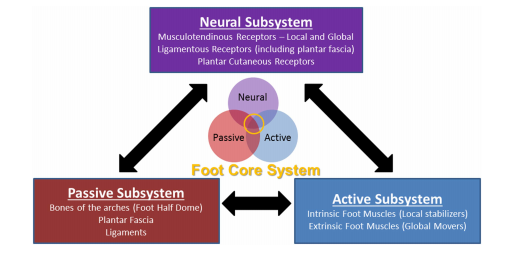 발의 코어(Core), 내재성 근육(intrinsic foot muscle) : 네이버 블로그