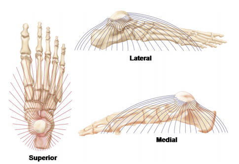 발의 코어(Core), 내재성 근육(intrinsic foot muscle) : 네이버 블로그