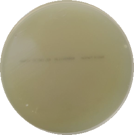 BPA(Baird-Parker Agar) 배지 만들기 : 네이버 블로그