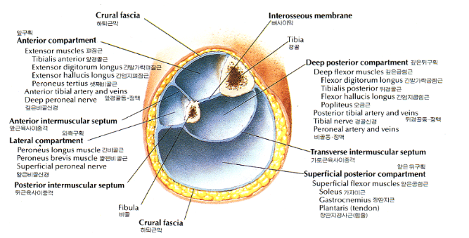 US anatomy of terminal nerves in the leg : 네이버 블로그
