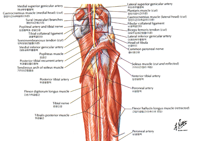 US anatomy of terminal nerves in the leg : 네이버 블로그