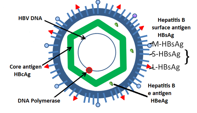 B형간염, 혈액검사 표지자 - HBsAg(표면항원), HBsAb(표면항체). HBeAg(e항원), HBeAb(e항체), HBV ...