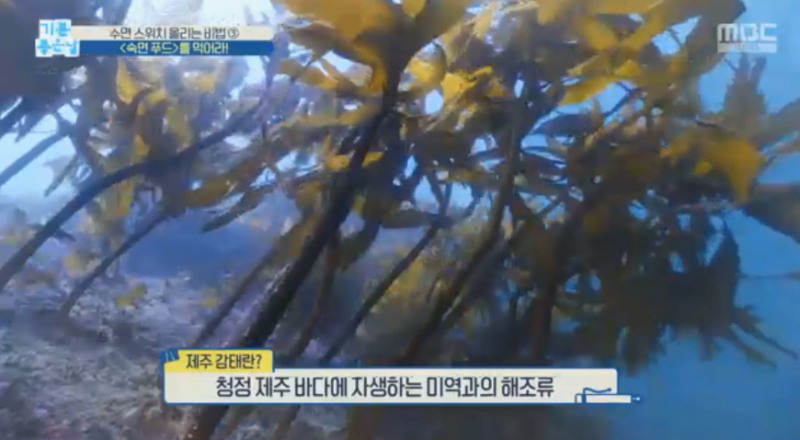 수면 영양제 감태 추출물 제주 감태 효능 네이버 블로그