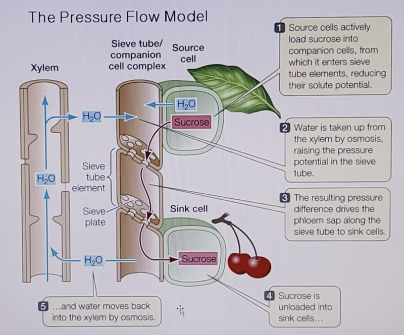 [식물영양학] 물의 장거리/단거리 이동, pressure flow model : 네이버 블로그