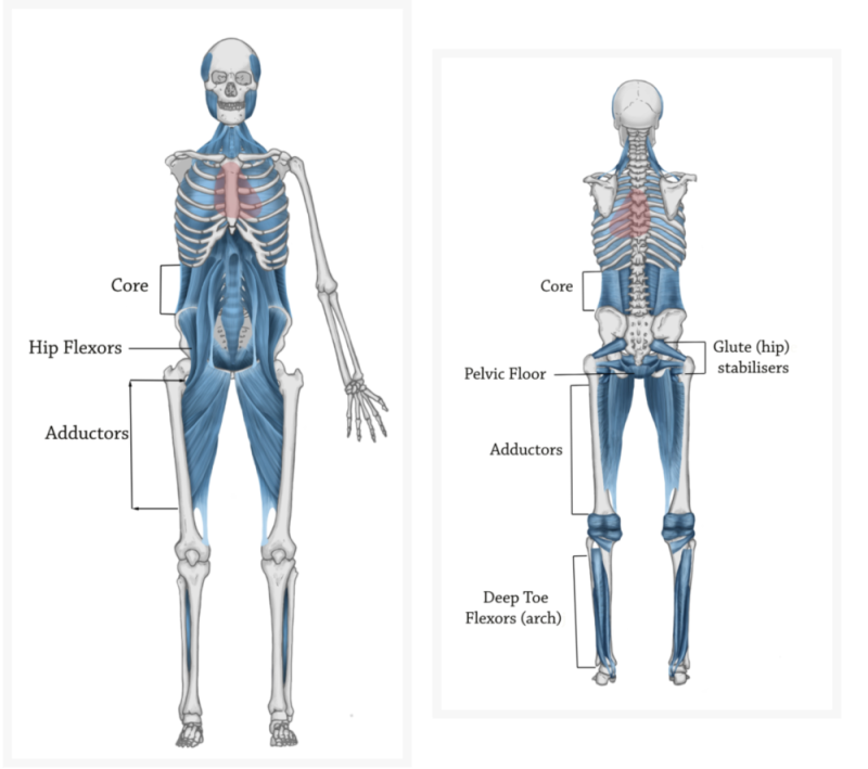 [연재78] 인체의 진짜 코어, 확장된 코어는 어디일까? 복압/신장의 기운/신간동기腎間動氣/단전?!/ : 네이버 블로그