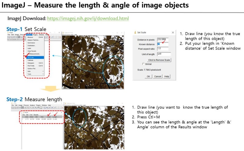 ImageJ 2 - 이미지 길이 및 각도 측정 (how to measure the length and angle from the ...