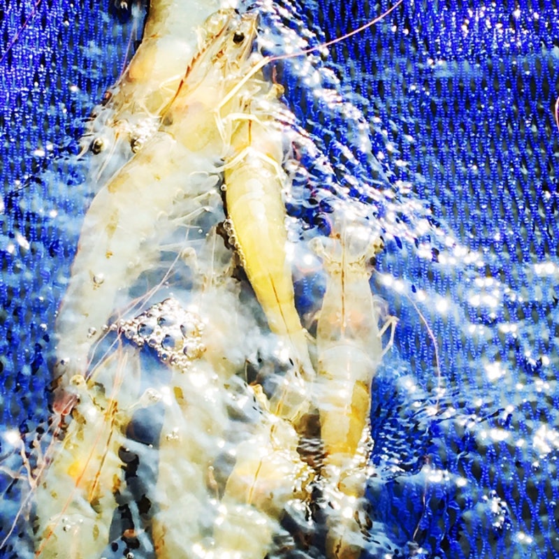 태안여행서산맛집태안서산제철투어 친환경 유기농 양식으로 키운 흰다리 새우 양식장 참살이수산견학서산간장게장맛집 안흥일품꽃