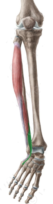 [근육] 발의 근육들(Muscles of the foot) Part II : 네이버 블로그