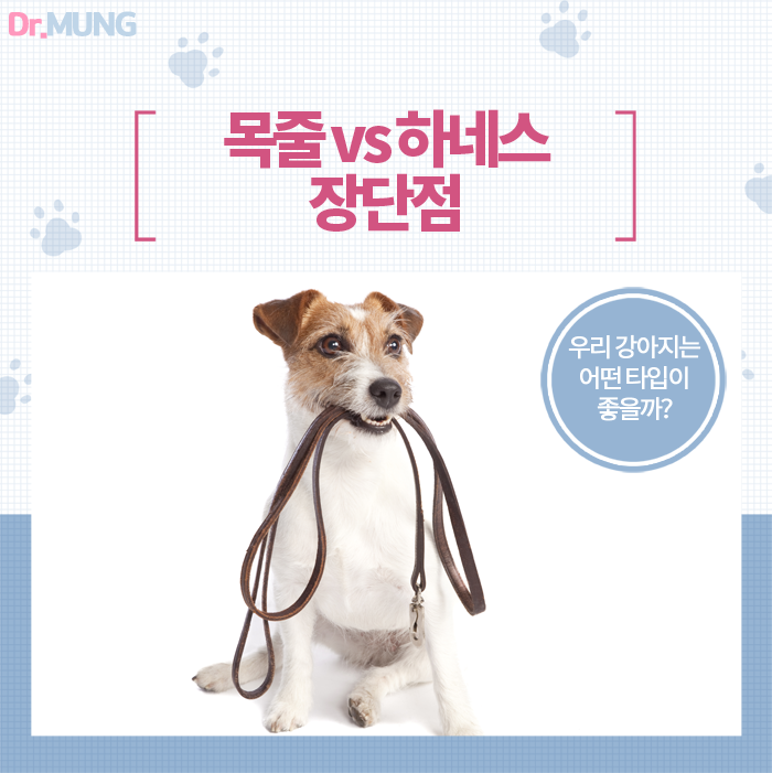 강아지 목줄 강아지 하네스 각각 장단점은