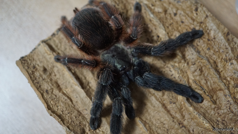 프살모포에우스 빅토리(Psalmopoeus victori) : 네이버 블로그