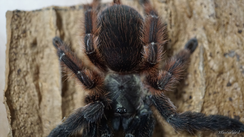 프살모포에우스 빅토리(Psalmopoeus victori) : 네이버 블로그