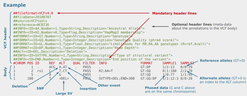 [생물정보학] VCF(Variant Call Format) 내용 분석! : 네이버 블로그