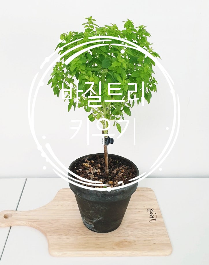 바질트리 키우기 외목대온실가루이하얀벌레가지치기월동꽃말 네이버 블로그