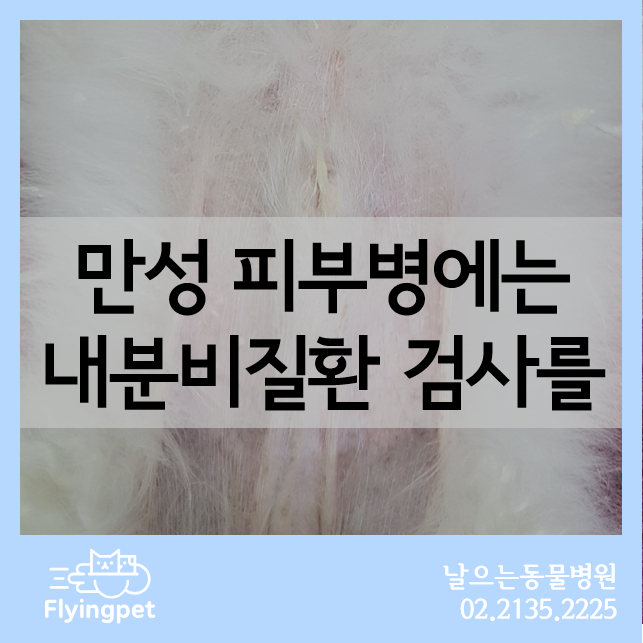 강아지 피부병이 지속된다면 꼭 내분비질환 검사해보세요 Alp정상인쿠싱 강아지쿠싱 강아지쿠싱병 부신피질기능항진증 쿠싱