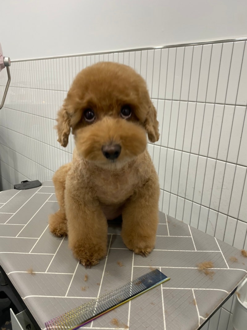 익산애견미용 익산강아지미용 익산강아지스파 모현동애견 모현동강아지 쁘띠멍살롱 봄이 네이버 블로그