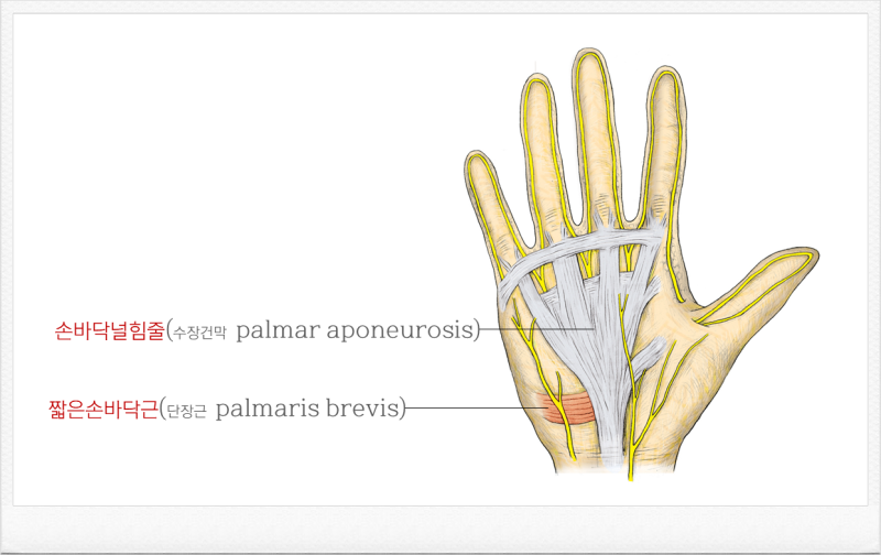 해부학 근육학 손근육hand Muscle 피부밑조직근육 짧은손바닥근단장근ㆍpalmaris Brevis