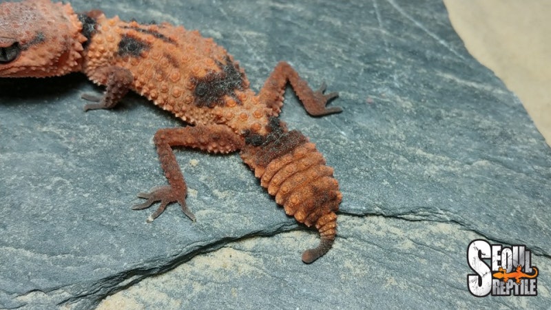 파충류샵에서 2년간 성장한 노던 밴디드 납테일 게코! Northern Banded Knob-tailed Gecko ...