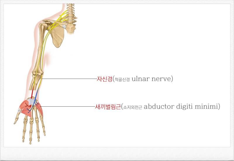 해부학 근육학 손근육hand Muscle 새끼두덩근육 새끼벌림근소지외전근ㆍabductor Digiti