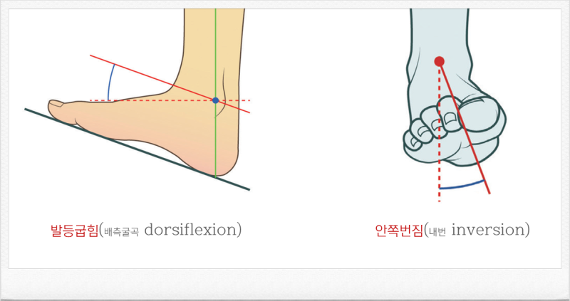 해부학 근육학 종아리근육leg Muscle 앞칸 앞정강근전경골근ㆍtibialis Anterior 네이버 블로그
