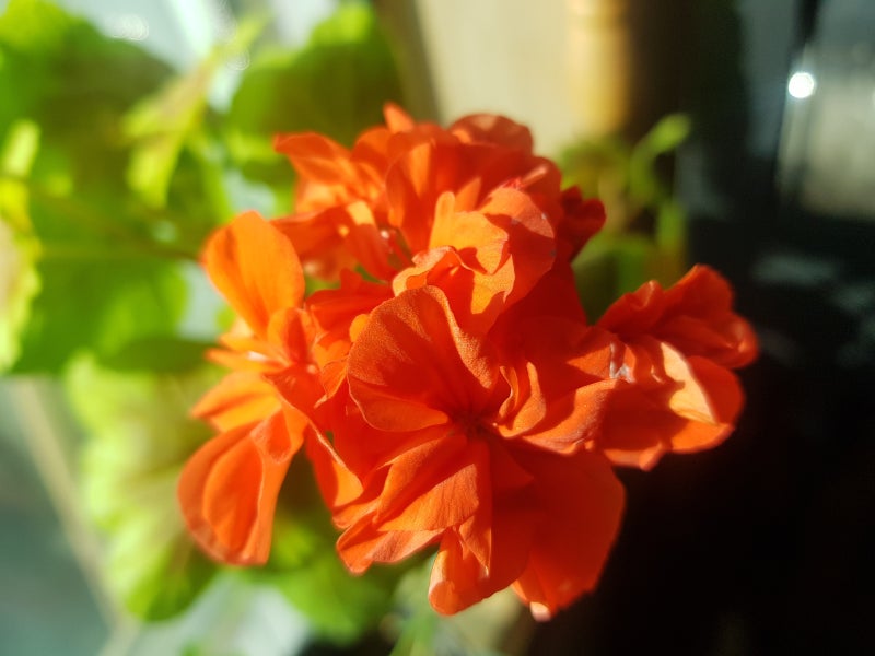 제라늄 오콜드 쉴드 Geranium 'Occold Shield' : 네이버 블로그