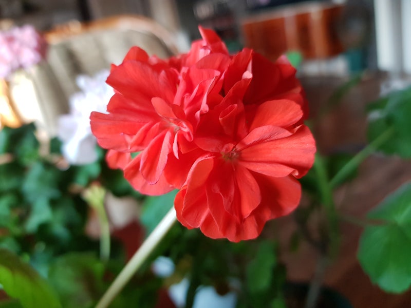 제라늄 오콜드 쉴드 Geranium 'Occold Shield' : 네이버 블로그