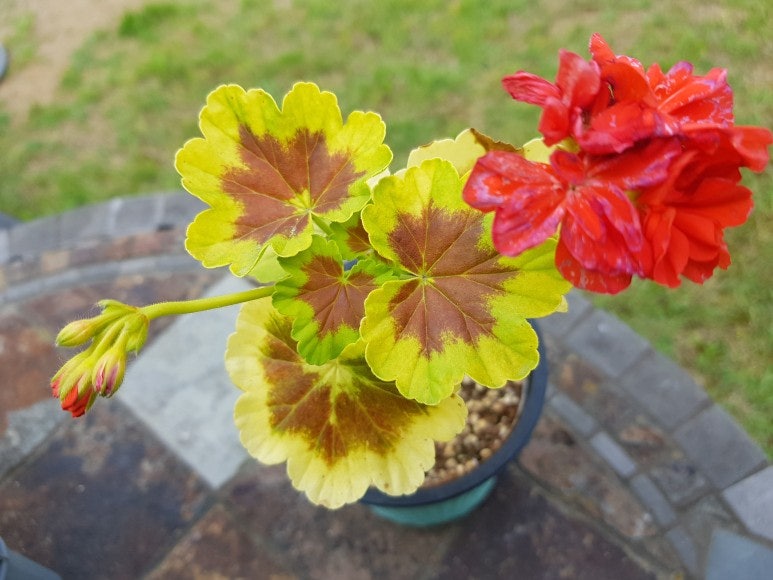 제라늄 오콜드 쉴드 Geranium 'Occold Shield' : 네이버 블로그