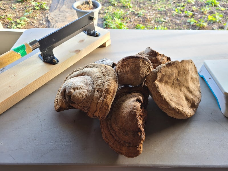 말의 굽 모양을 닮은 말굽버섯의 효능 🍄🍄 네이버 블로그