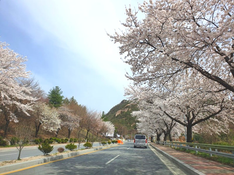 벚꽃 드라이브 : 청풍랜드 에서 보는 충주호와 벚꽃 : 네이버 블로그