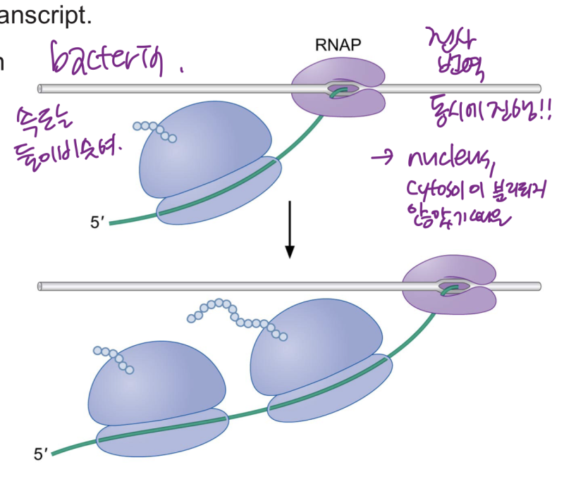 분자생물학 Ch15. Translation : 네이버 블로그