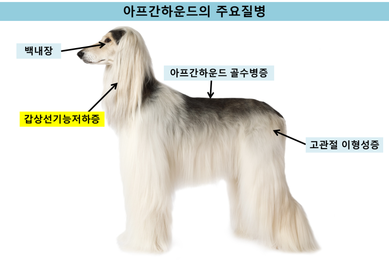 견종백과 아프간하운드편 ㅣ 수의사가 알려주는 아프간하운드 특징 성격 질병 건강 주의사항에 대한 모든것 네이버 블로그