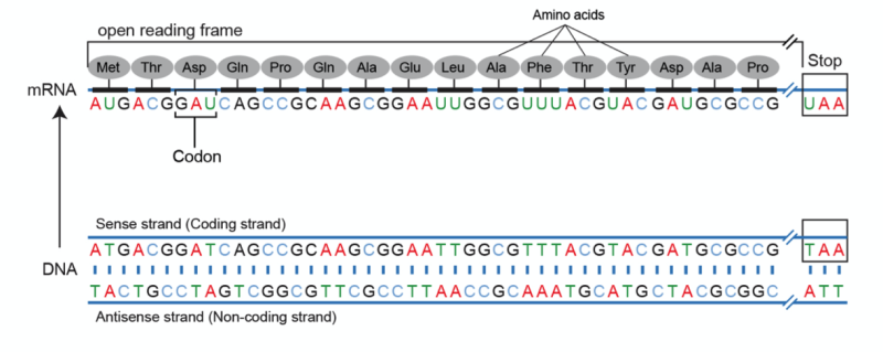 [식물 연구일기] Coding Sequence (CDS) 찾는 방법 :: TAIR, 그리고 Phytozome : 네이버 블로그