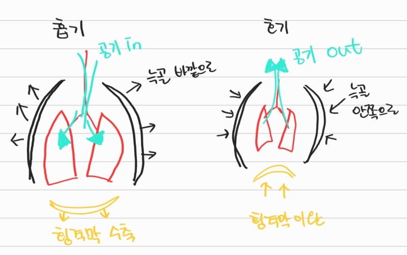 기본간호학 활력징후vital Signs Vs호흡respirationrr 네이버 블로그