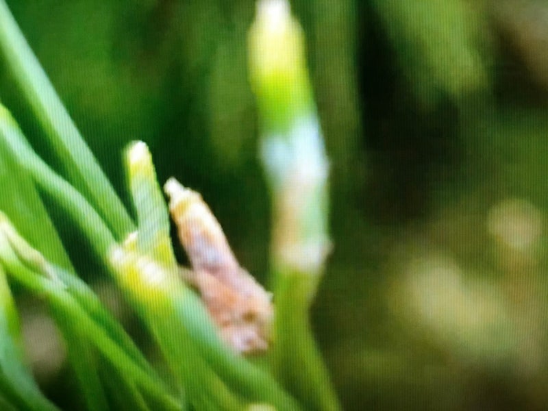 솔잎효능 제대로 알기 솔잎효소 솔잎주 솔잎차 만드는법 네이버 블로그