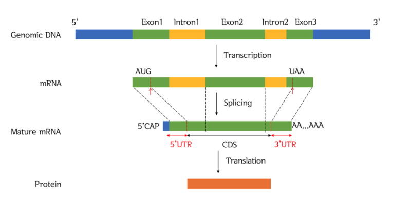 [식물 연구일기] Coding Sequence (CDS) 찾는 방법 :: TAIR, 그리고 Phytozome : 네이버 블로그