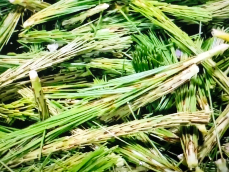 솔잎효능 제대로 알기 솔잎효소 솔잎주 솔잎차 만드는법 네이버 블로그