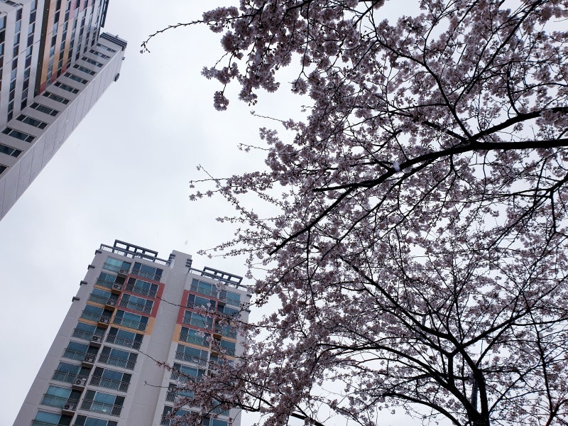 부동산 신탁등기 된 전세 월세 임대차시 주의사항 네이버 블로그
