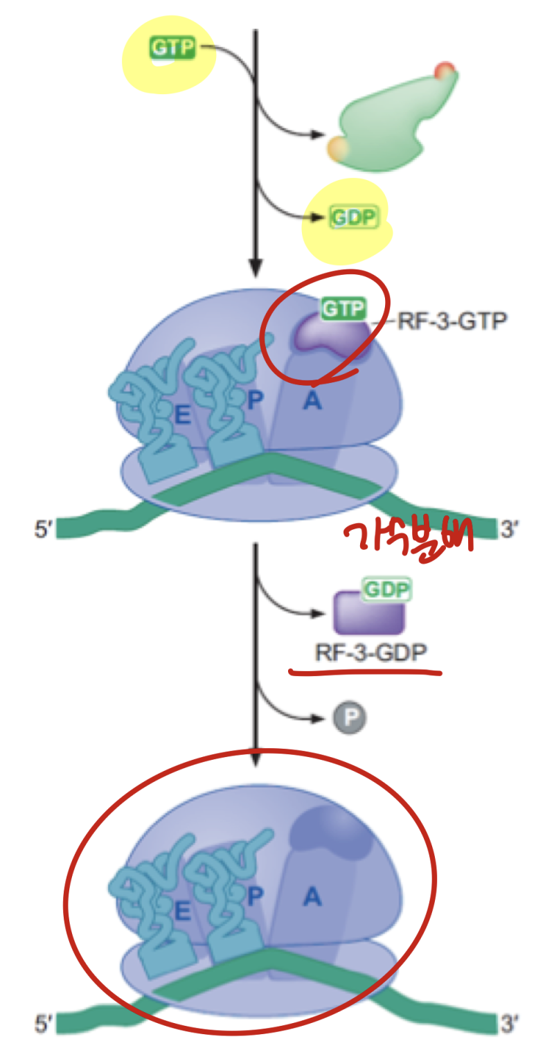 분자생물학 Ch15. Translation : 네이버 블로그