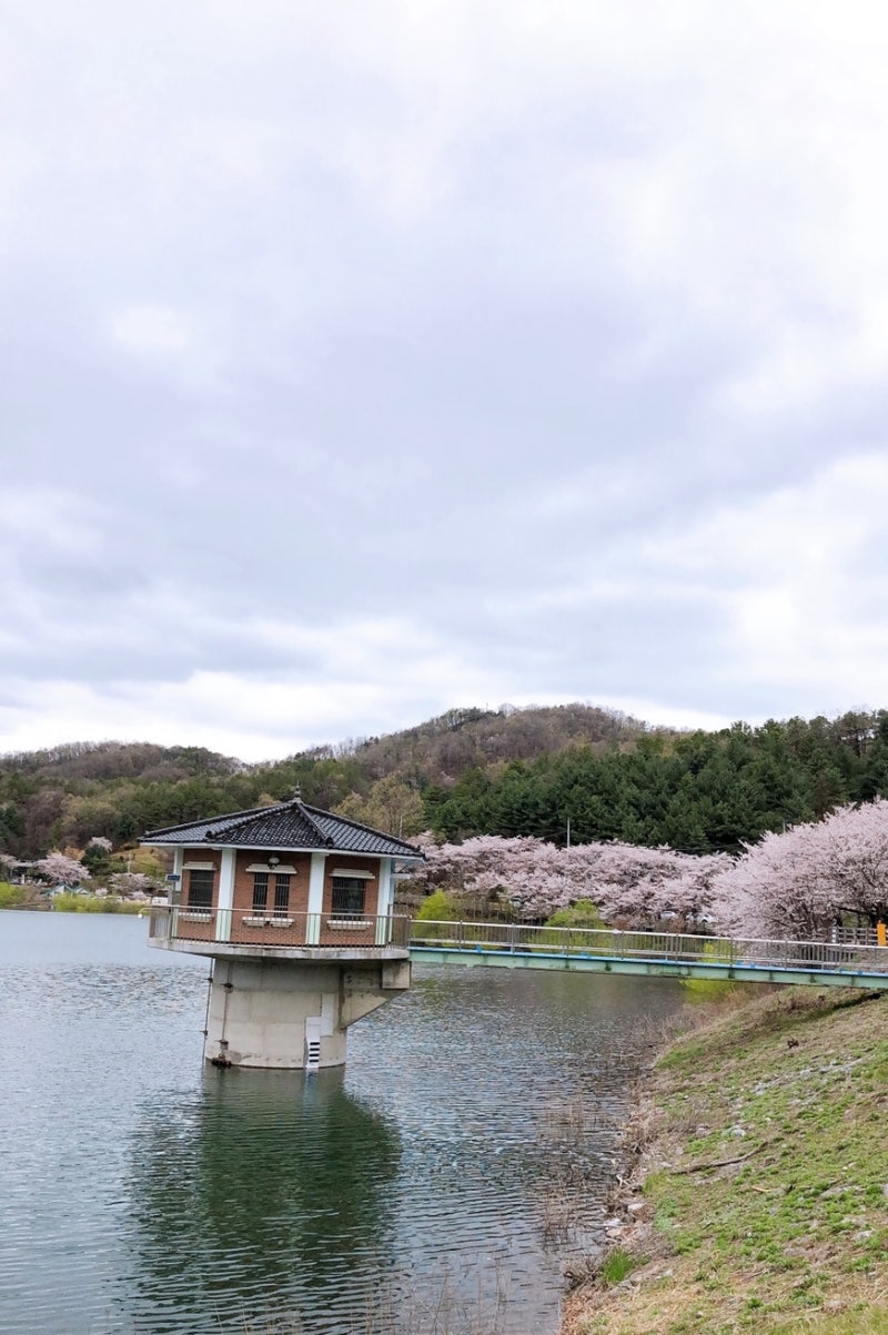 세종시 벚꽃길 고복저수지 가 볼 만한 곳 : 네이버 블로그