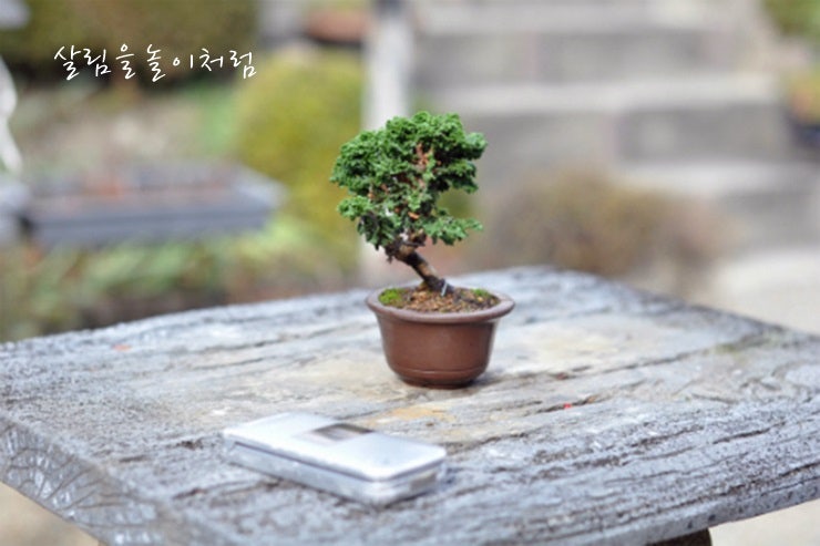 편백나무 도마와 그릇과 베개 사용 관리법 : 네이버 블로그