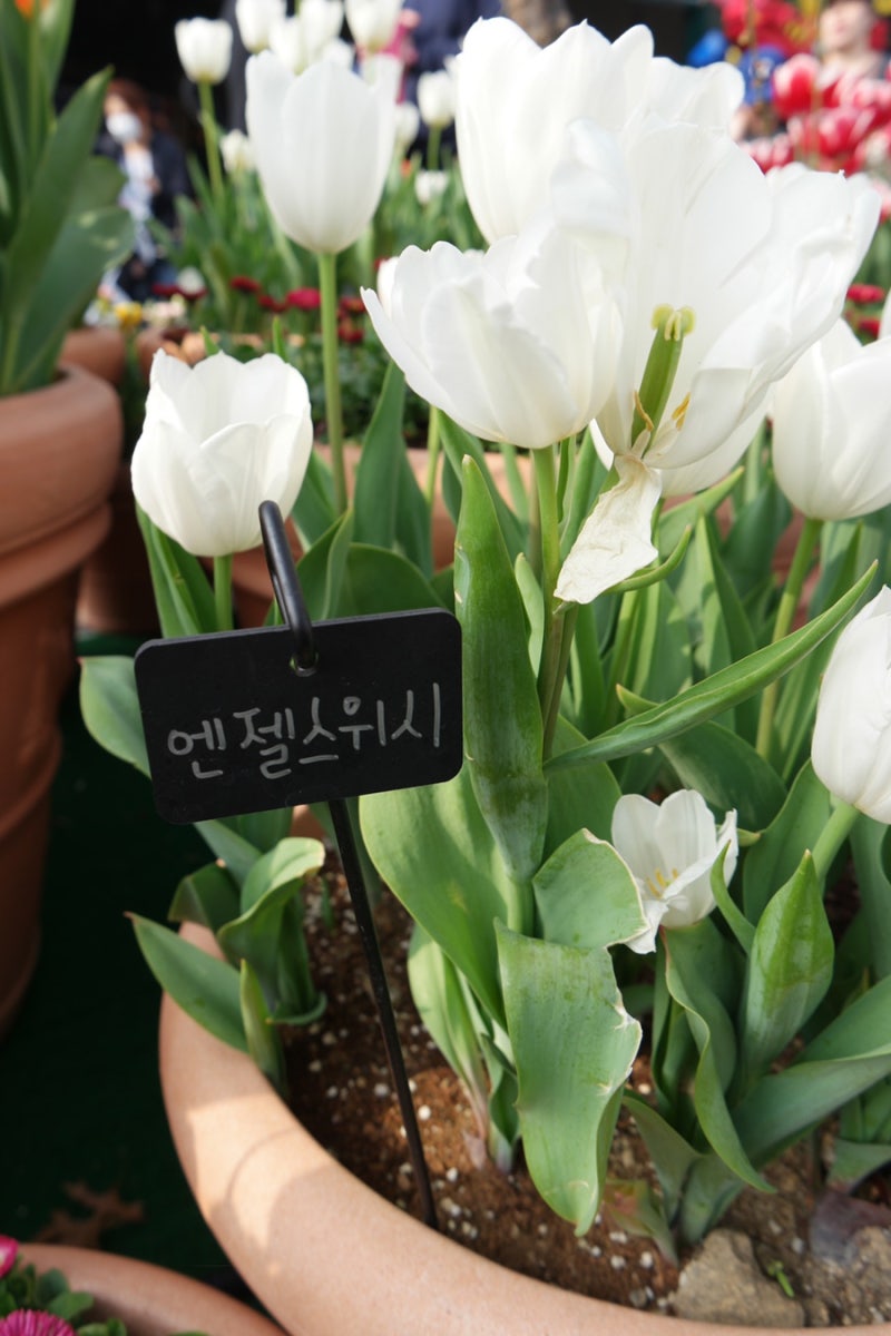 튤립 꽃말 하얀 보라 노란 분홍 빨간 네이버 블로그