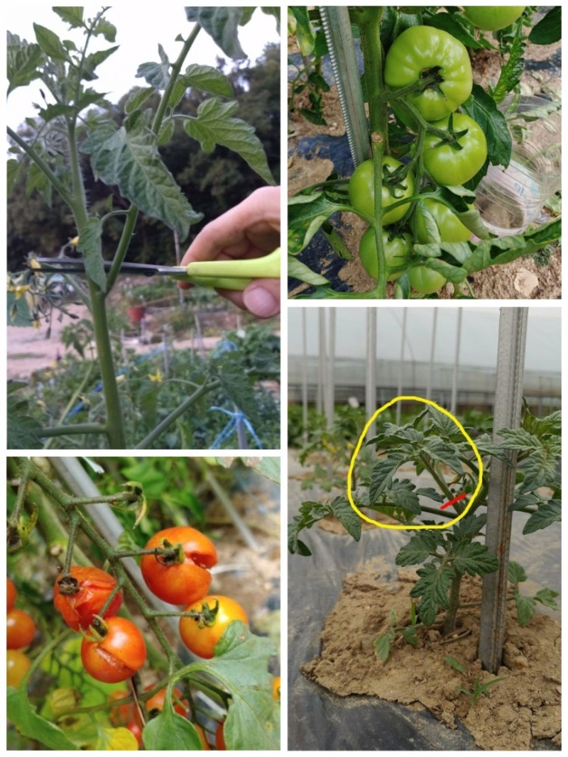 토마토 재배의 모든 것 방울토마토 꽃 수정 나무 물주기 곁순제거 가지치기 순지르기 지지대 설치 네이버 블로그