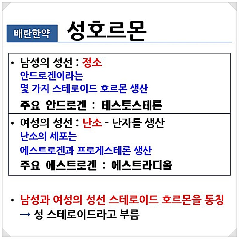 난포자극호르몬fsh와 임신 난소와 에스트로겐 네이버 블로그
