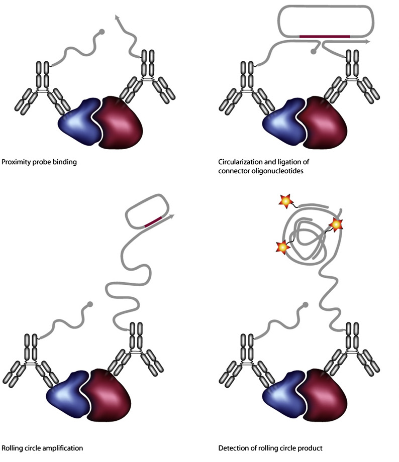 Proximity Ligation Assay (PLA) : protein-protein interaction 확인 방법 ...