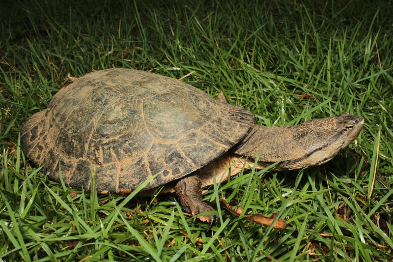 [EB] 종별 거북의 모습과 크기 - Chelidae : 네이버 블로그