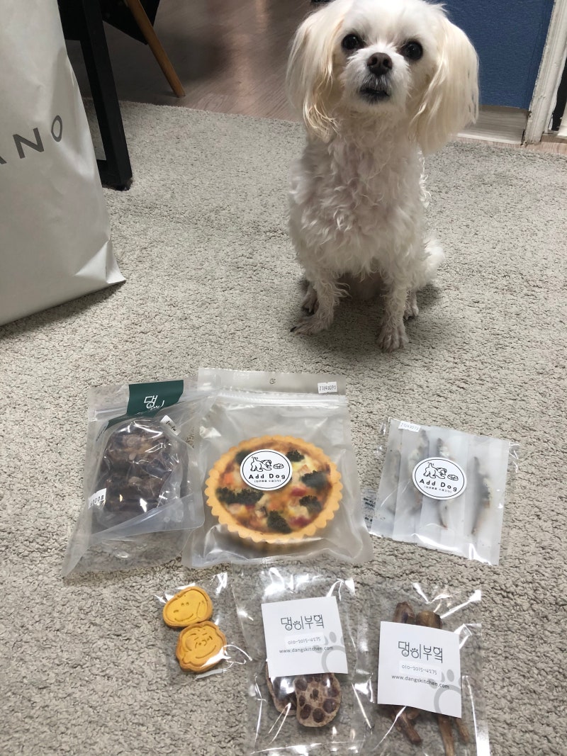 말티즈생일파티 정말 즐거웠어요 : 네이버 블로그