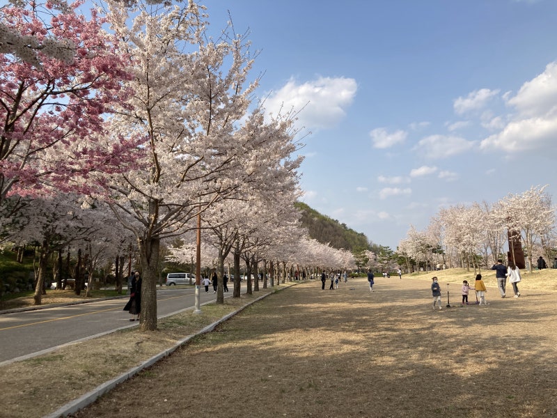 주말나들이 홍천 대명비발디파크가 벚꽃명소네요 네이버 블로그