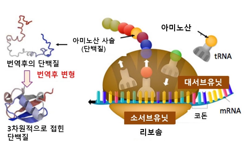 ATRA(all-trans retinoic acid)은 이성질화효소 Pin1의 활성을 억제하여 항종양작용을 한다 : 네이버 블로그